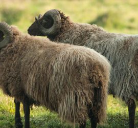 Dominion Fleece & Fibre