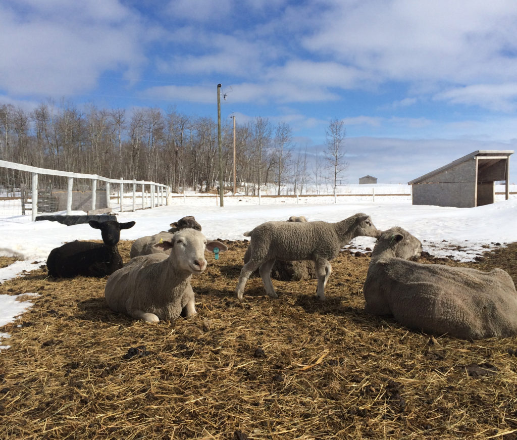 Farm Visits & Shop Updates – Dominion Fleece & Fibre
